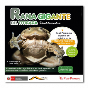 Rana gigante del Titicaca - Aula Ambiental
