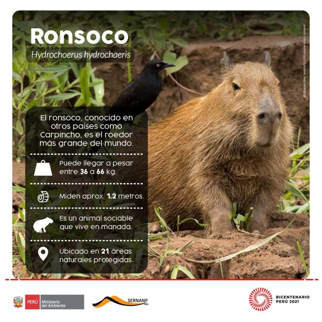 Ronsoco – Aula Ambiental